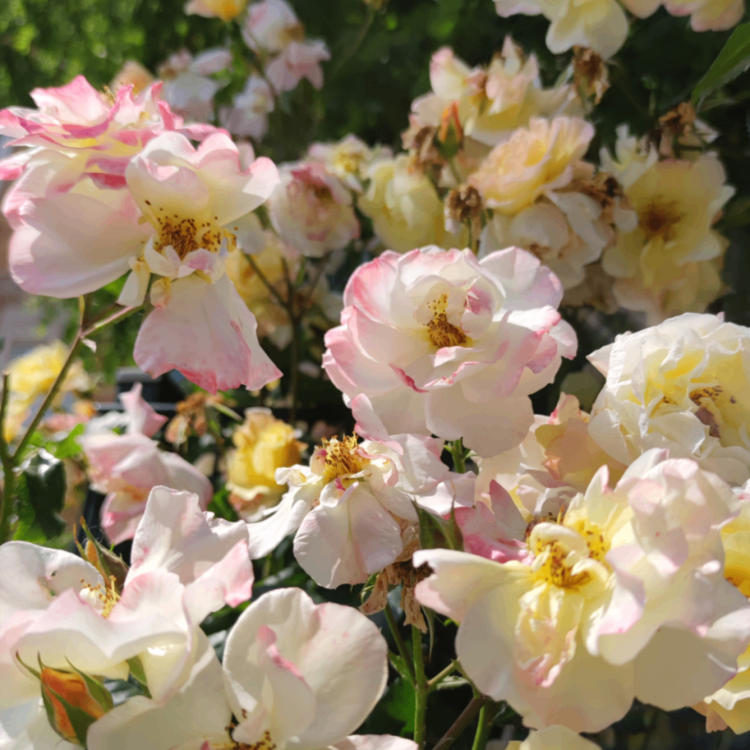 Noods Radio | Misumi Beach Selections w/ Matthias Fiedler | 24.01.26